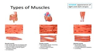 Lect -I - MUSCULAR SYSTEM- Structure and Types.pptx