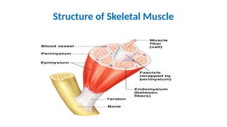 Lect -I - MUSCULAR SYSTEM- Structure and Types.pptx