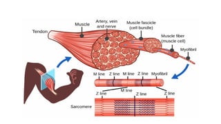 Lect -I - MUSCULAR SYSTEM- Structure and Types.pptx
