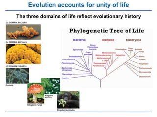 Chapter 1: Evolution and the Themes of Biology | PPTX