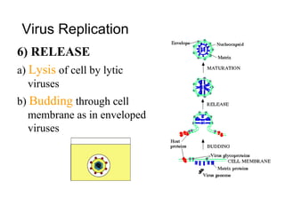 Lect 1 introduction to medical virology | PPT