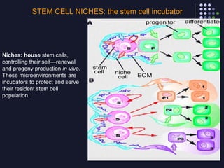 Lect 1- INTRODUCTION TO STEM CELLS.ppt | Pregnancy | Reproductive Health