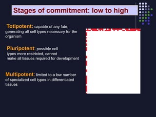 Lect 1- INTRODUCTION TO STEM CELLS.ppt | Pregnancy | Reproductive Health