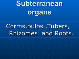 Corns rhizome roots tubers and bulb organs | PPT