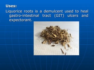 Corns rhizome roots tubers and bulb organs | PPT