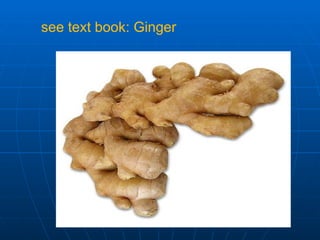 Corns rhizome roots tubers and bulb organs | PPT