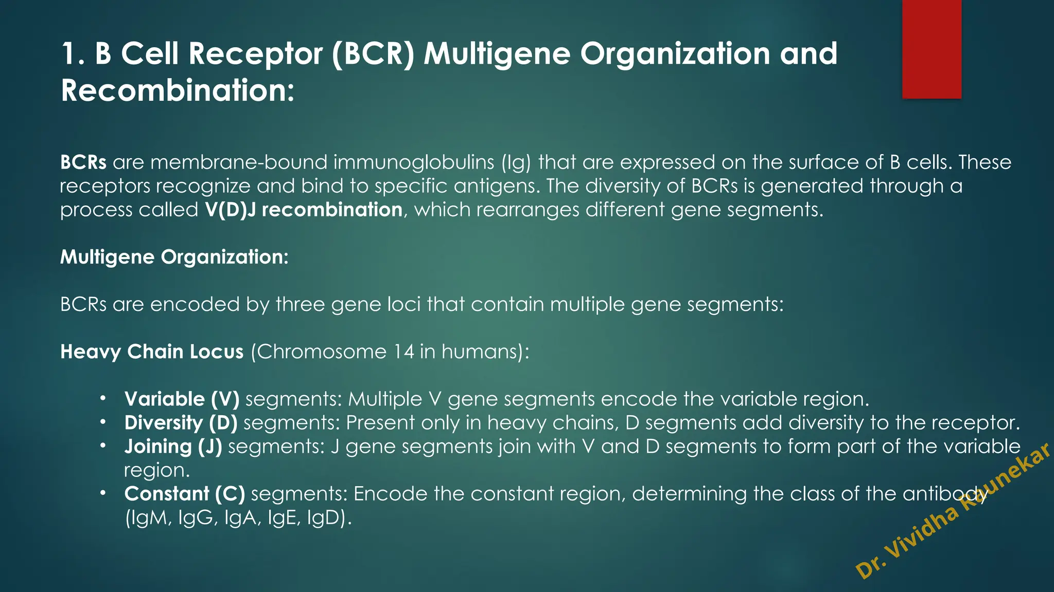 Multigene organization, recombination and Generation of antibody ...