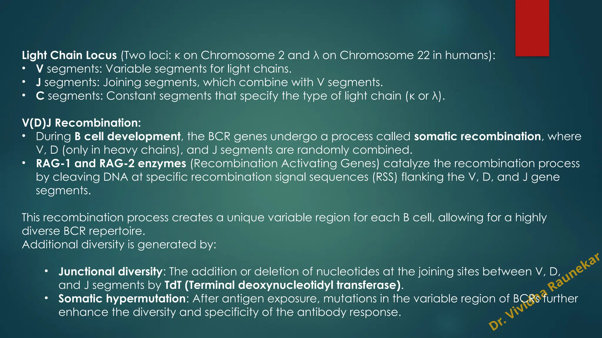 Multigene organization, recombination and Generation of antibody ...
