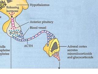 CHEMICAL SIGNALS IN ANIMALS.ppt