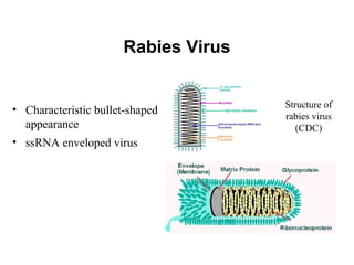 Misc - Congenital, zoonotic, arbo viruses | PPT