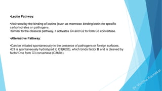 Class Switching (Isotype Switching) , Immunoglobulin (Ig) Superfamily ...