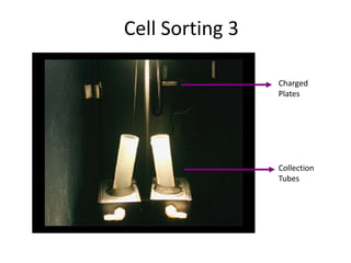 Immunoflowcytometry, the basics and applications.pptx