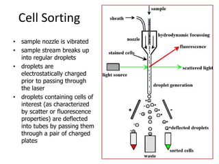 Immunoflowcytometry, the basics and applications.pptx