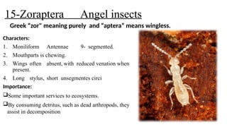 Lect 11 Insect orders-6-15-1.......... pptx | PPTX