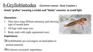 Lect 11 Insect orders-6-15-1.......... pptx | PPTX