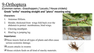 Lect 11 Insect orders-6-15-1.......... pptx | PPTX