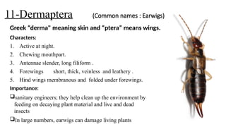 Lect 11 Insect orders-6-15-1.......... pptx | PPTX