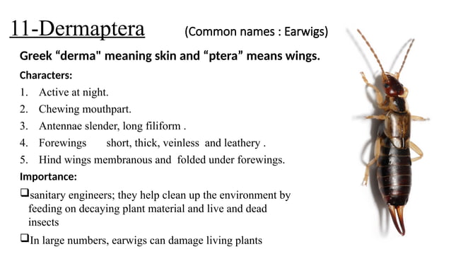 Lect 11 Insect orders-6-15-1.......... pptx | PPTX