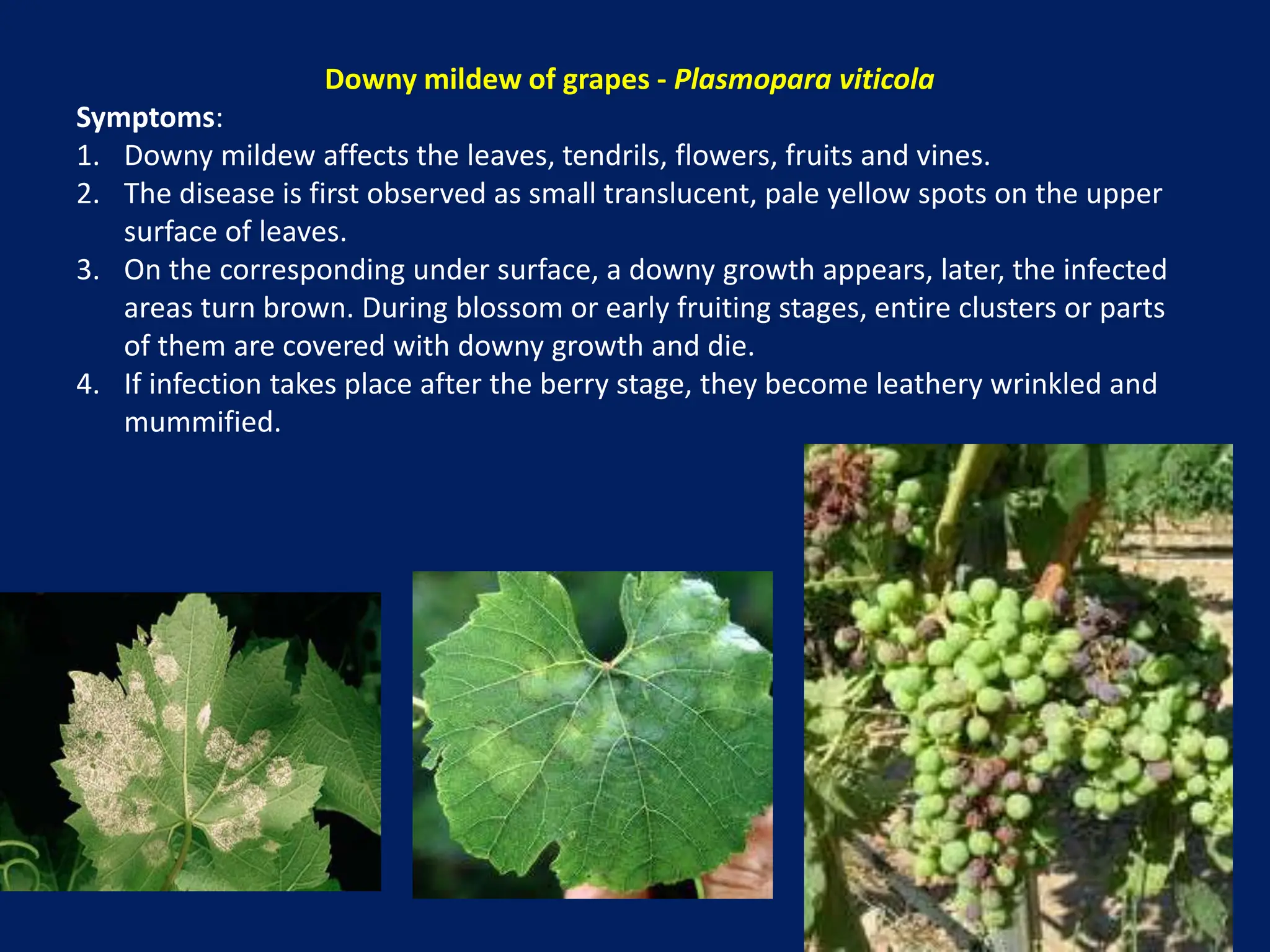 lect 15.pptx insest circulation systems bsc | PPTX