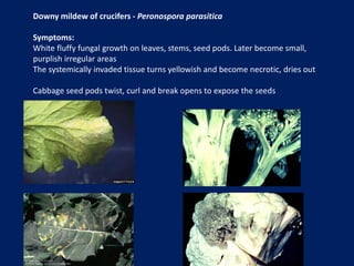 lect 15.pptx insest circulation systems bsc | PPTX