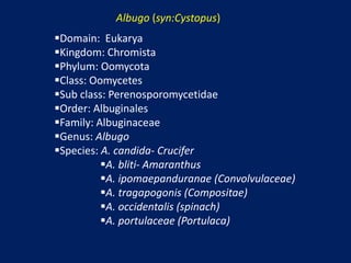 lect 15.pptx insest circulation systems bsc | PPTX