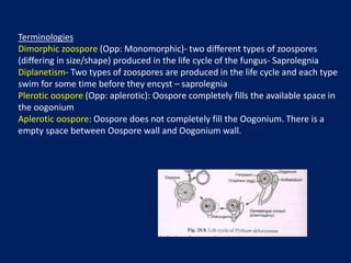 lect 15.pptx insest circulation systems bsc | PPTX