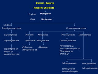 lect 15.pptx insest circulation systems bsc | PPT