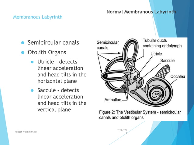 lect 15 Vestibular Rehabilitation.pptx