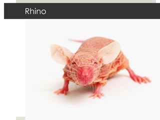 Lect 16 spaces of bioart | PPT