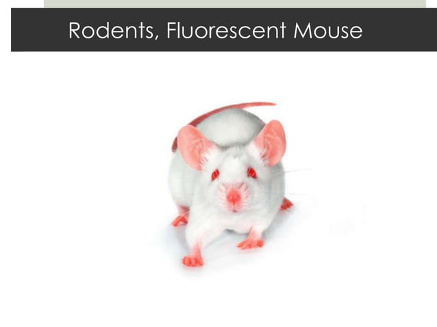 Lect 16 spaces of bioart | PPT