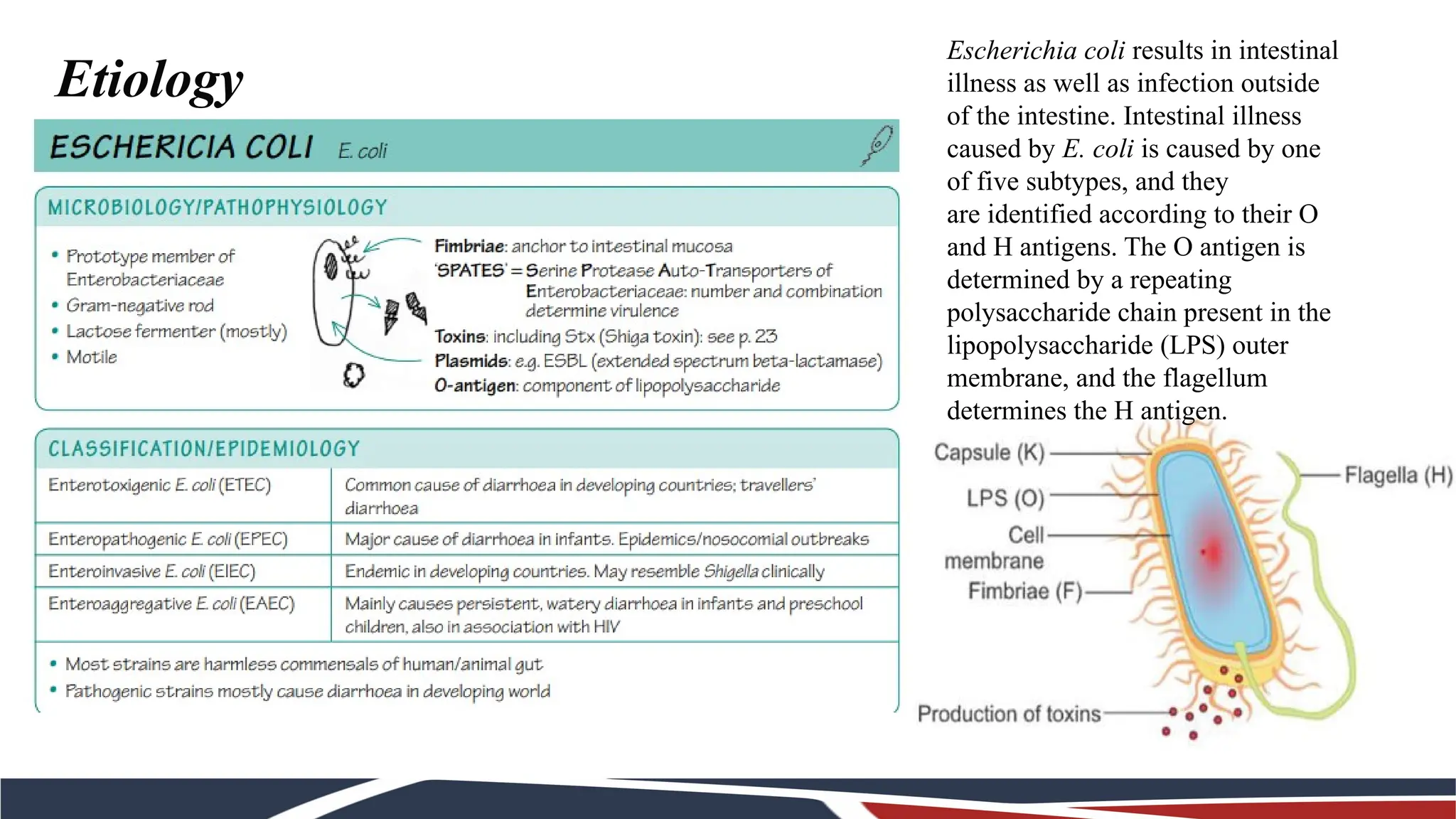 lect 1 Acute intestinal infections.pptx infectious | PPTX | Digestive ...