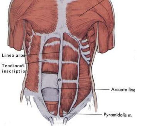 Lect 1, Anterior abdominal wall | PPT