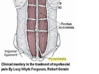 Pyramidalis Muscle Function