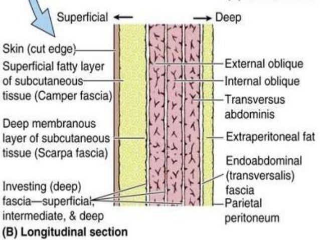Diagram Lower Abdominal Skin Diagram Mydiagramonline