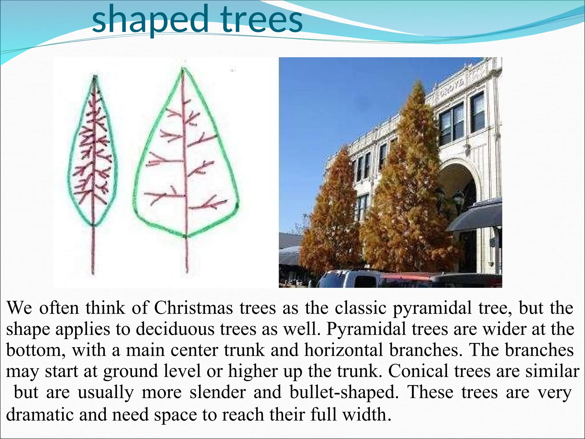 Canopy types and structures of fruit trees | PPT
