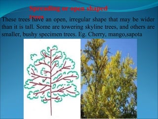 Canopy types and structures of fruit trees | PPT