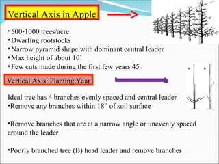 Canopy types and structures of fruit trees | PPT