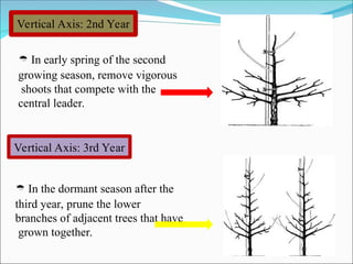 Canopy types and structures of fruit trees | PPT
