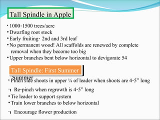 Canopy types and structures of fruit trees | PPT