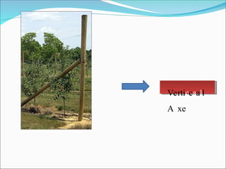 Canopy types and structures of fruit trees | PPT
