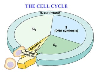 Lect 1 cell cycle | PPT