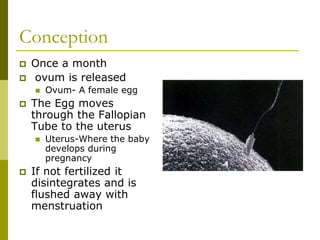 lect 1 Fetal_Development.ppt