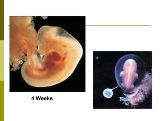 lect 1 Fetal_Development.ppt