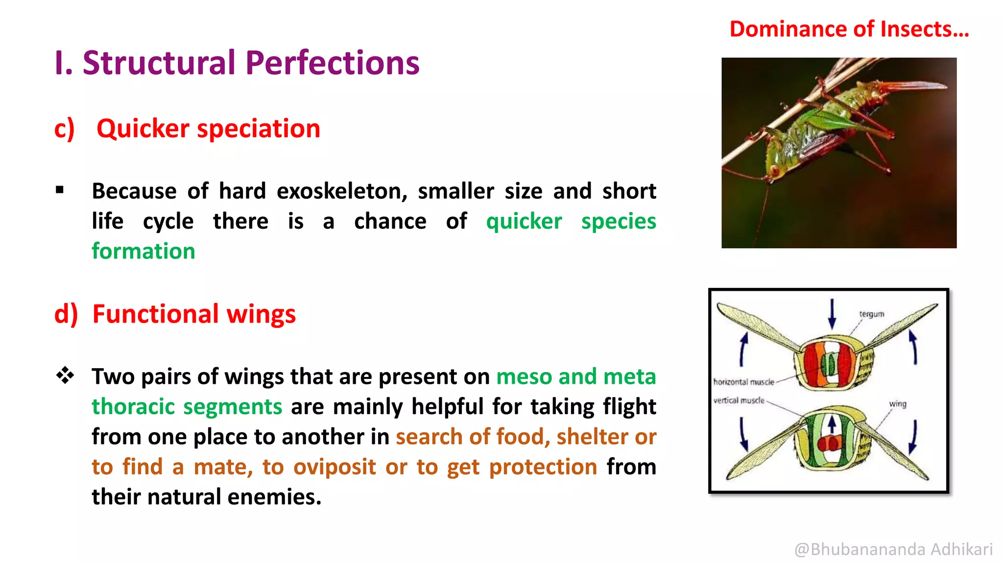 History of Entomology In India and Dominance of Insect | PPTX