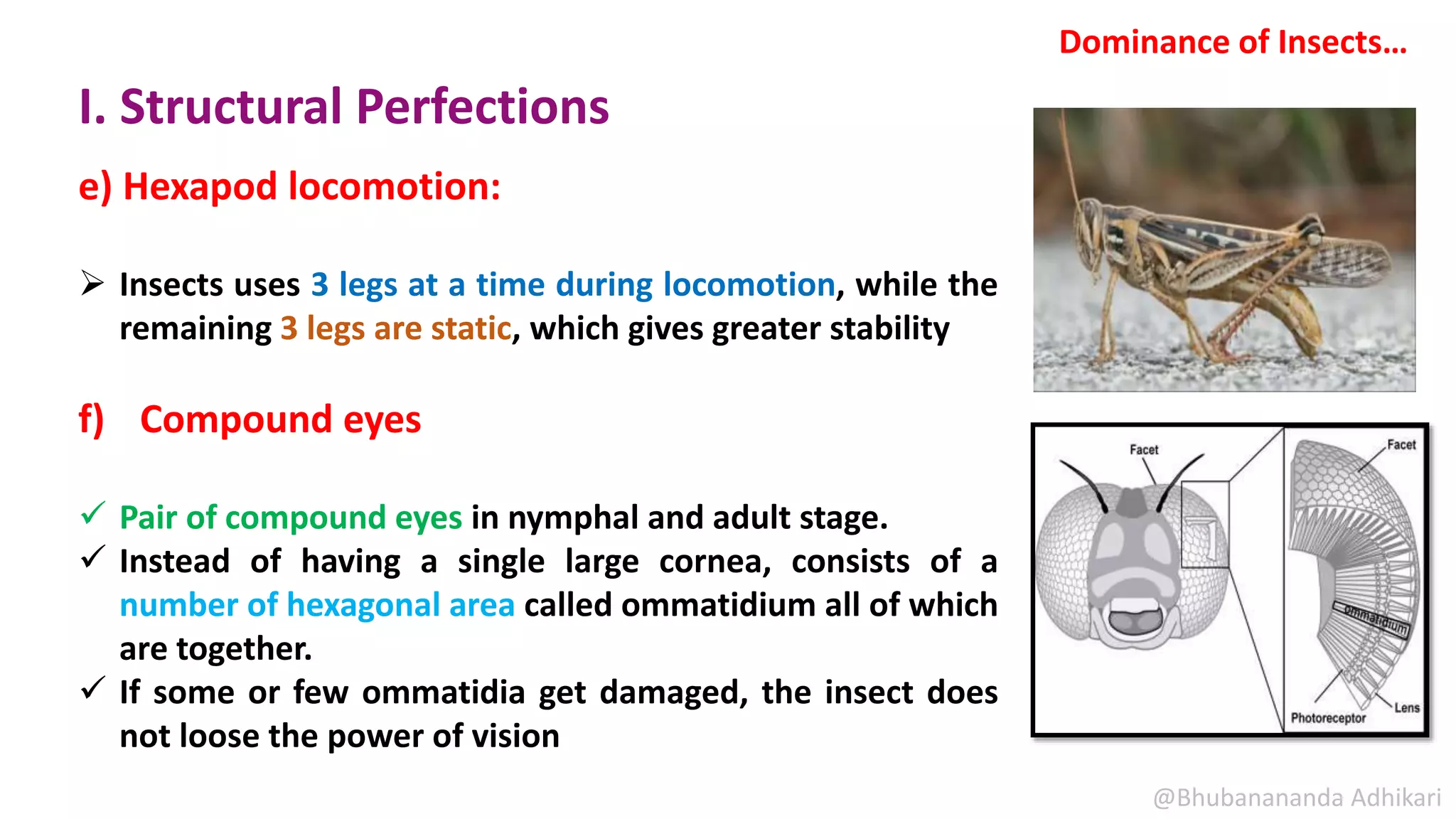 History of Entomology In India and Dominance of Insect | PPTX