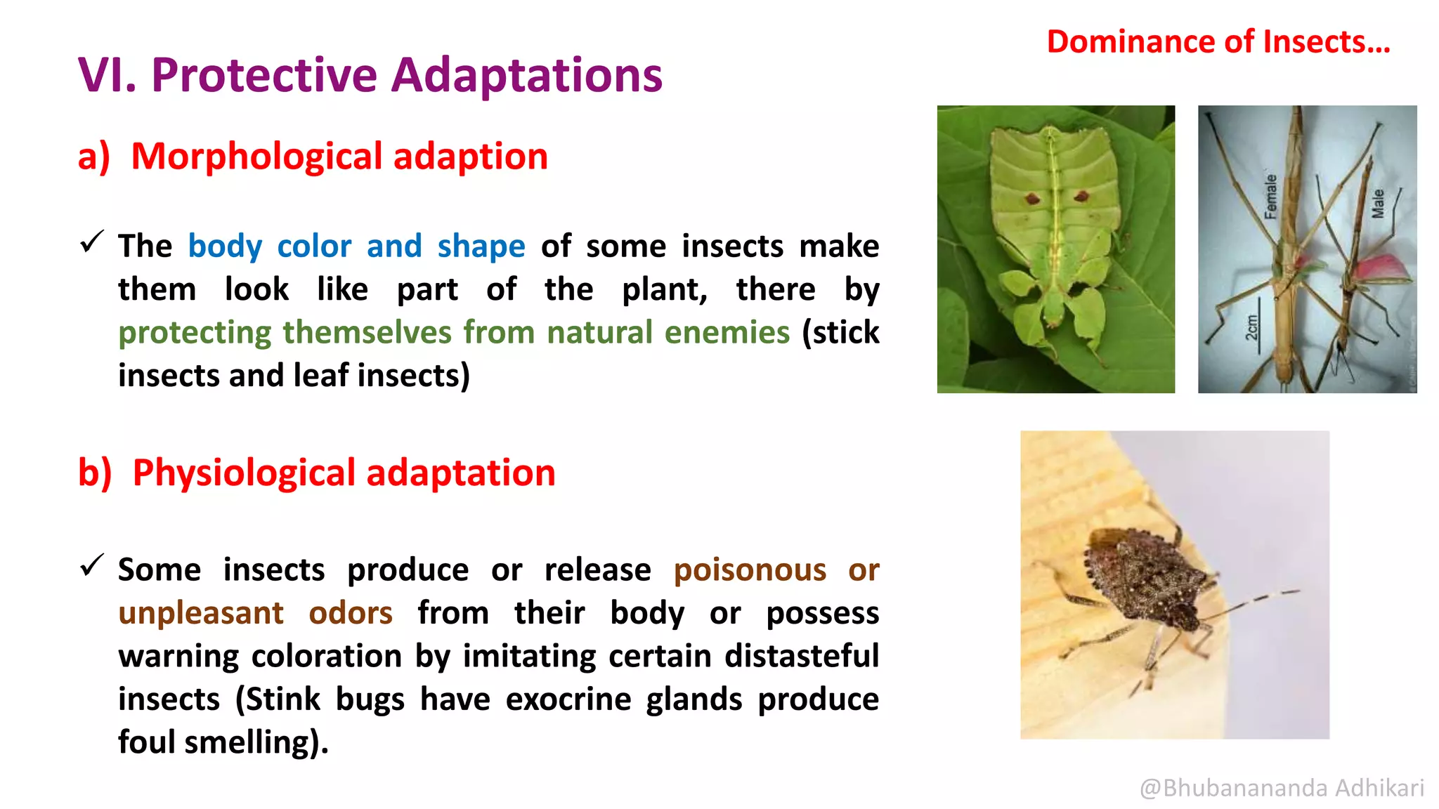 History of Entomology In India and Dominance of Insect | PPTX