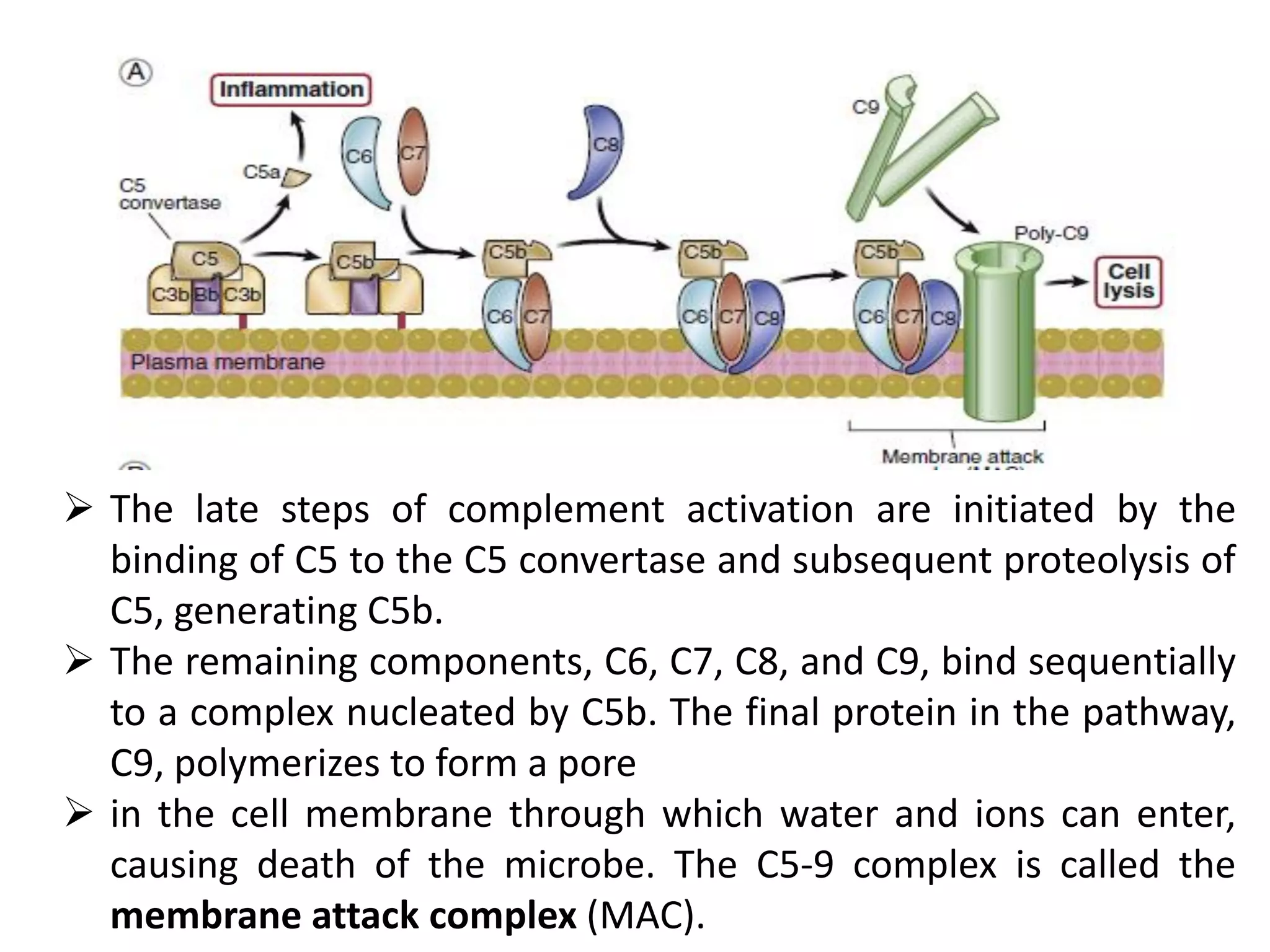 innate immune response | PDF