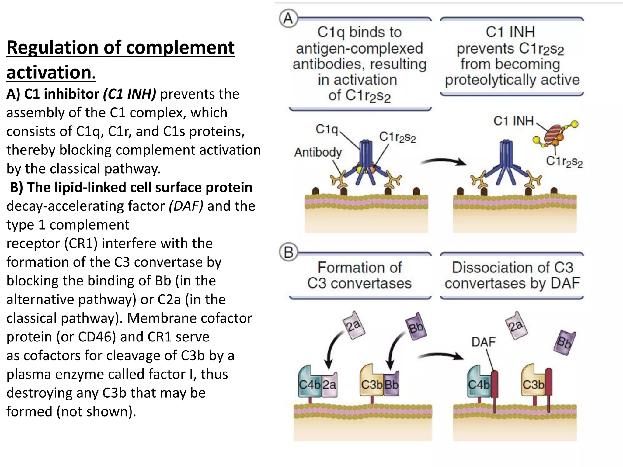 innate immune response | PDF