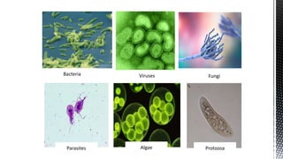 microbiology | PPTX