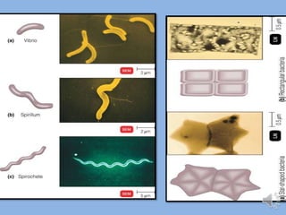 lect1 introduction.pptx microbiology ppt | PPT
